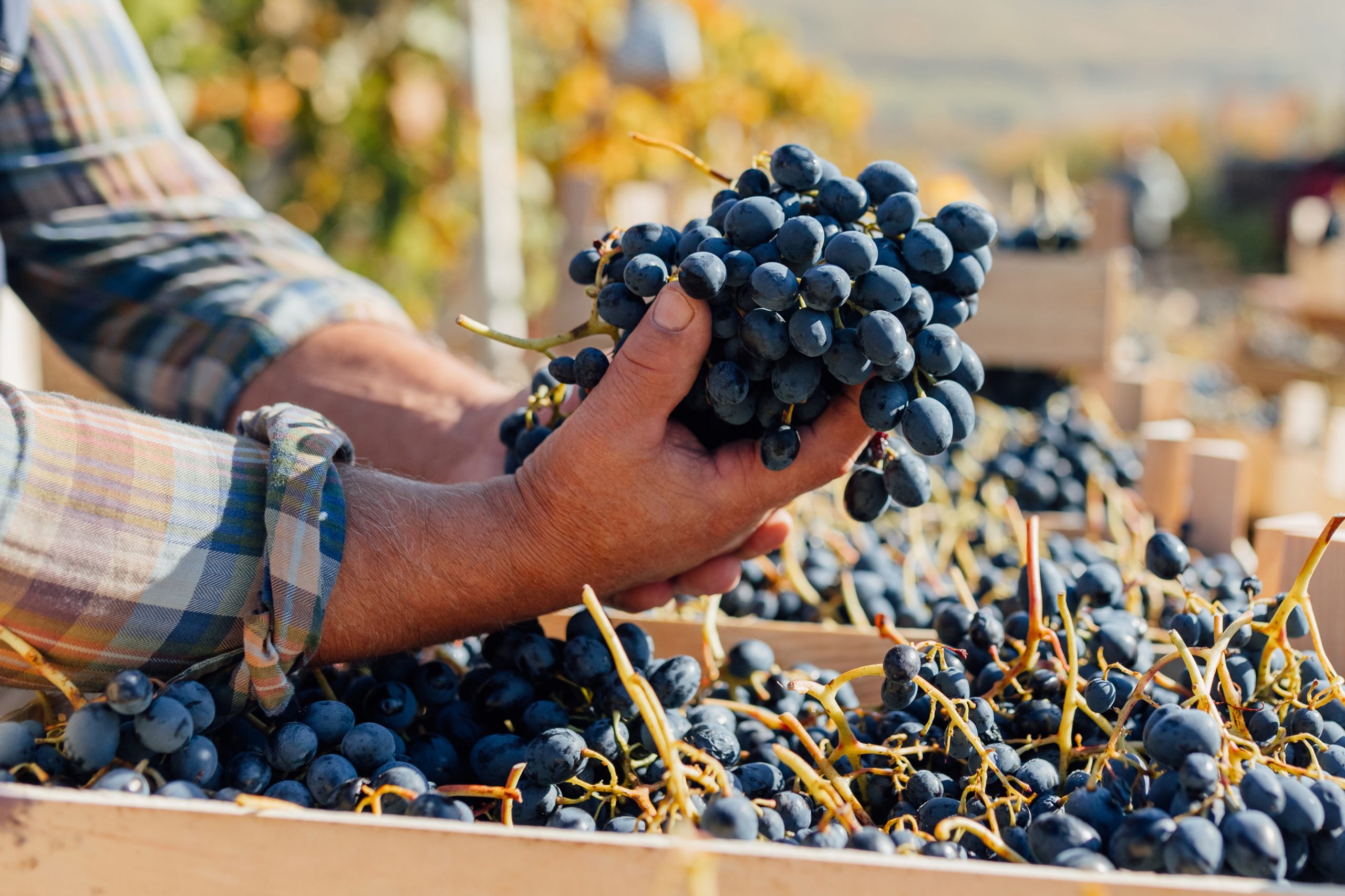 Septiembre, tiempo de vendimia: tradición, curiosidades y experiencias ...
